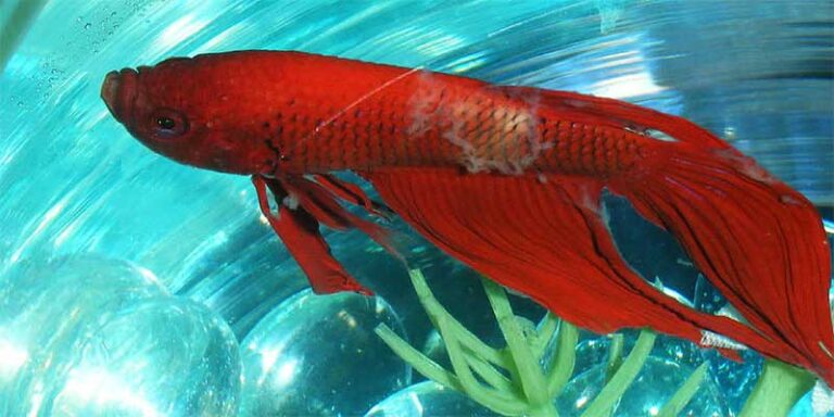 Betta Fish Diseases (With Pictures): A Complete Guide for Healthy Betta ...
